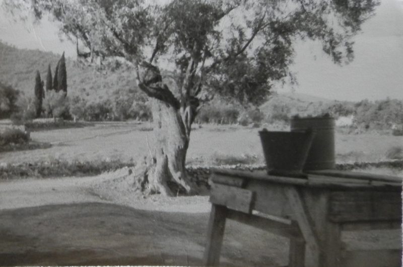 Κοντούλα λεμονιά ~ Παραδοσιακά Τραγούδια | xorio.gr